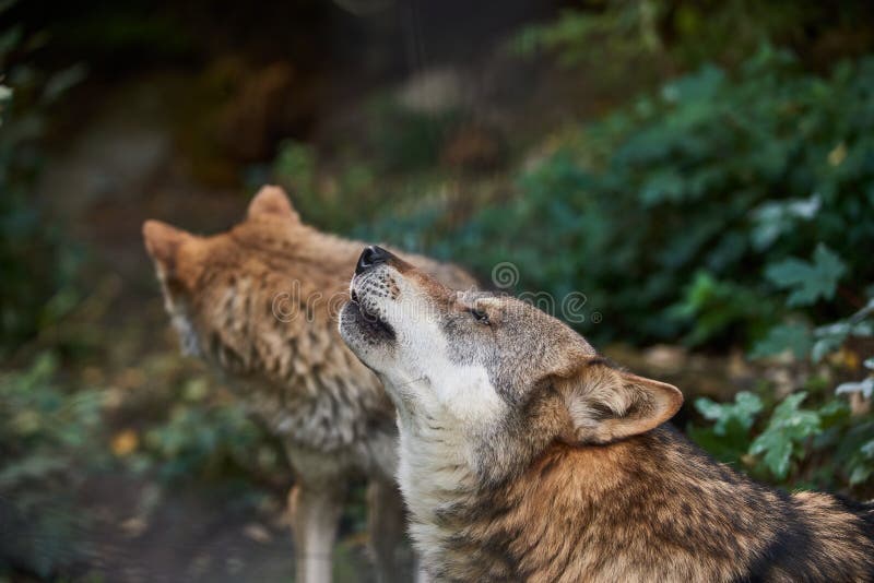 Wolf Couple Howling in Forest. Closeup of Wolves Stock Photo - Image of ...