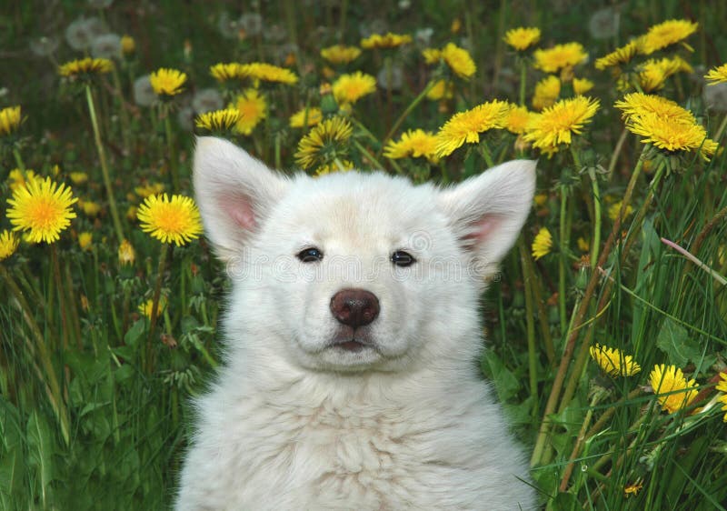 Wolf cross puppy stock photo. Image of young, yellow, posing - 147944