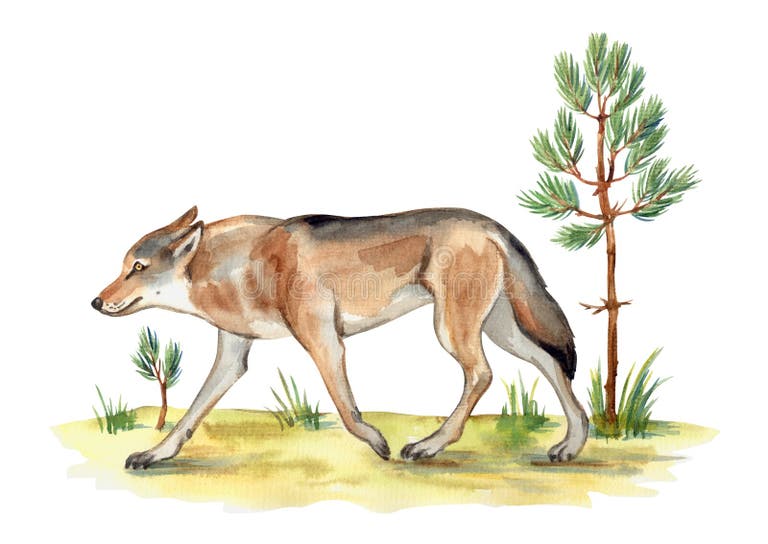 Wolf Crouching on the Edge of the Forest Overgrown Stock Illustration ...