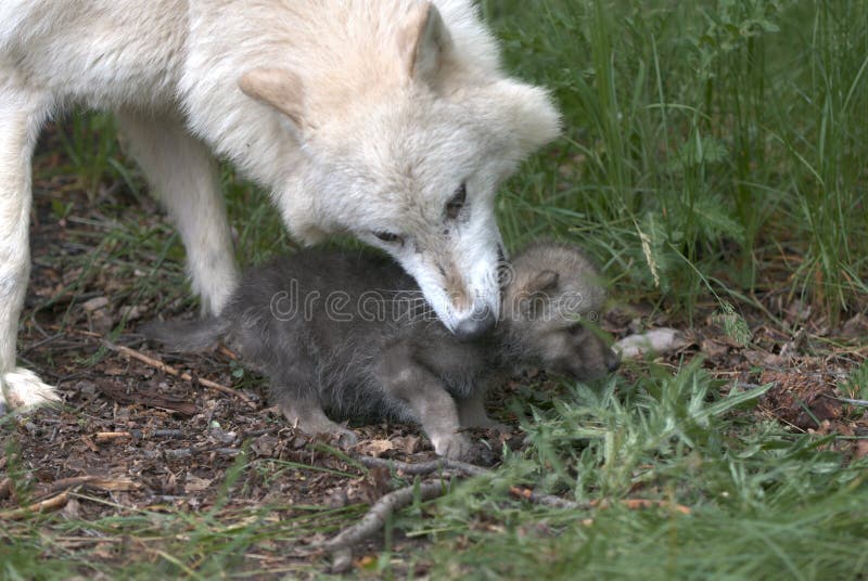 Wolf with cub stock photo. Image of rearing, animal, help - 2318612