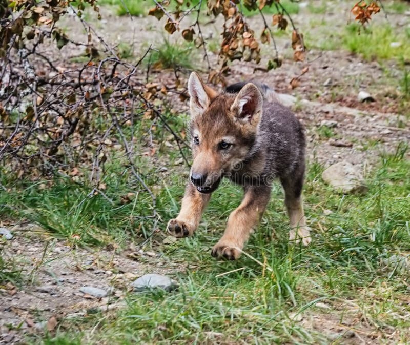 Wolf cub stock photo. Image of motion, wolf, carnivore - 101547242