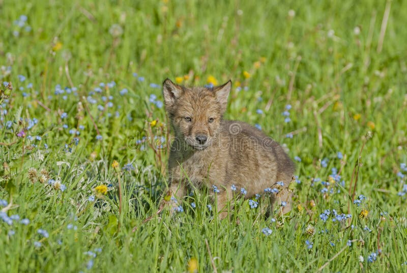Wolf cub in Montana meadow stock photo. Image of wolf - 272292398
