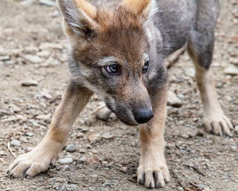 Wolf cub portrait stock image. Image of wildlife, outdoors - 210565385