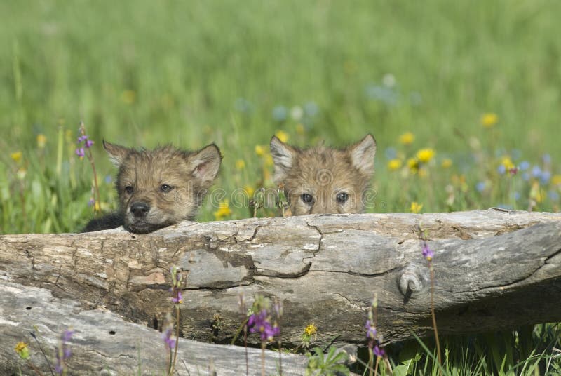 8+ Cubs wolf Free Stock Photos - StockFreeImages