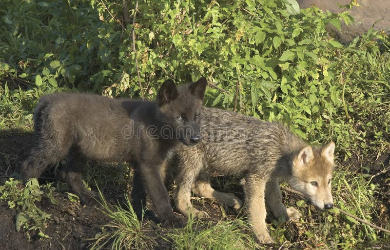 Wolf cubs stock photo. Image of wolf, cubs, animals, friendly - 5495594