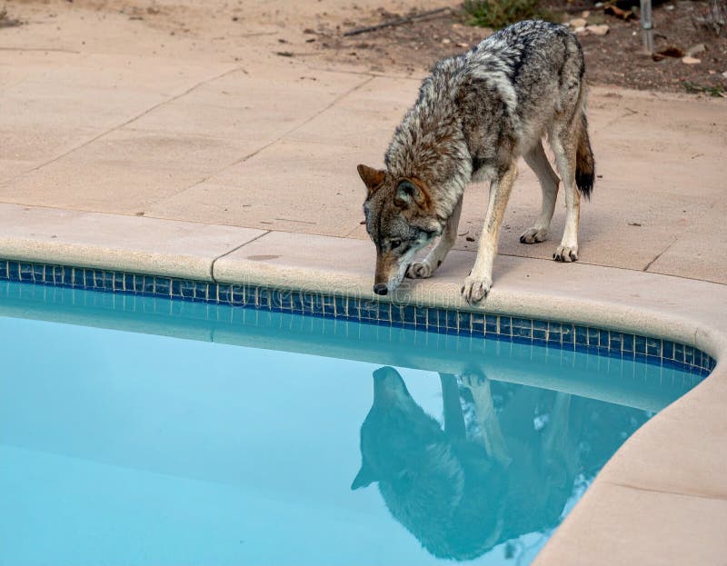 A Wolf is Curiously Looking Down into an Empty Swimming Pool in a ...
