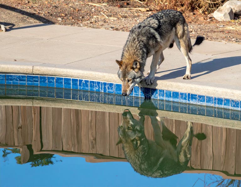 A Wolf is Curiously Looking Down into an Empty Swimming Pool in a ...