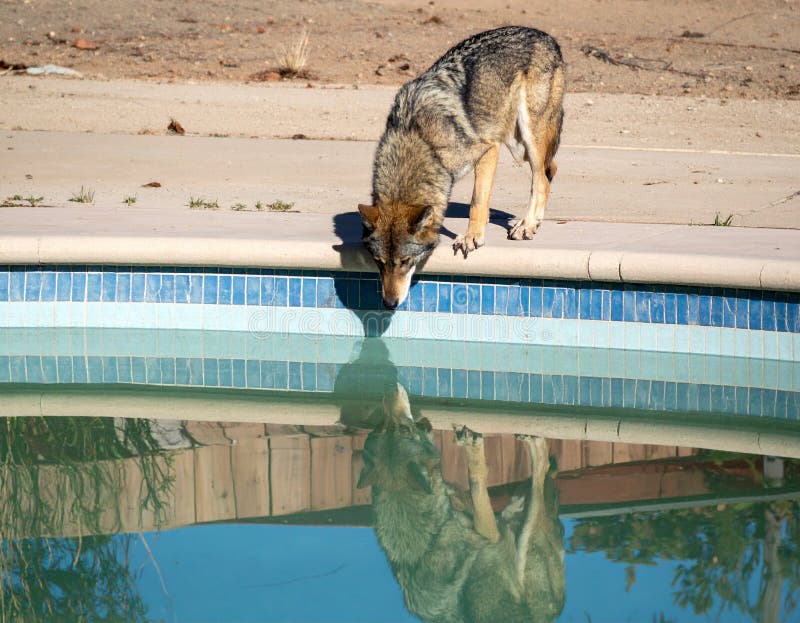 A Wolf is Curiously Looking Down into an Empty Swimming Pool in a ...
