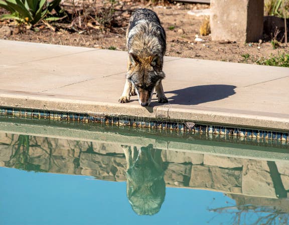 A Wolf is Curiously Looking Down into an Empty Swimming Pool in a ...