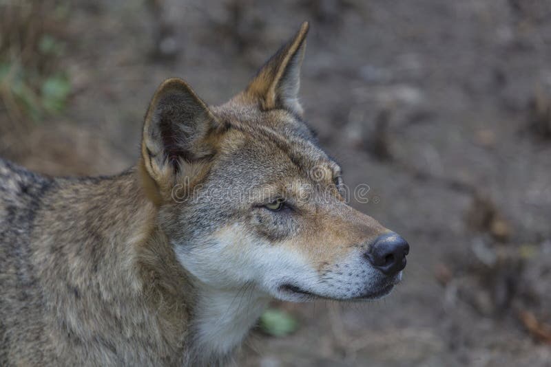Wolf stock image. Image of wilddog, snout, wolf, canis - 32886795