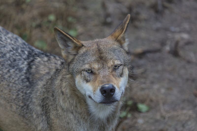 Wolf stock photo. Image of snout, jackal, coyote, timberwolf - 32887206