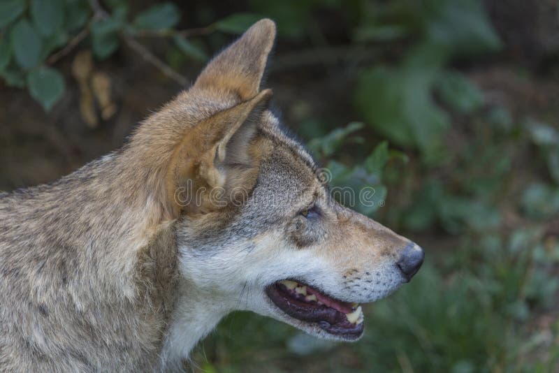 Wolf stock photo. Image of canis, carnivoran, timberwolf - 32890188