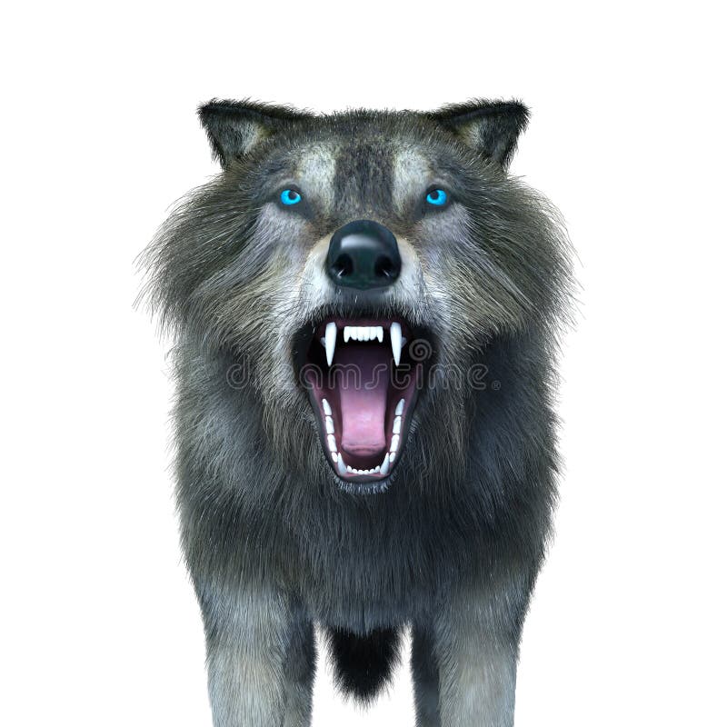 Wolf stock photo. Image of whiskers, snout, white, fauna - 72572430