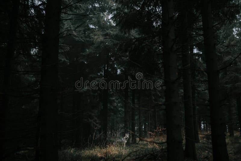 Wolf in dark forest stock image. Image of forest, spurce - 107790561