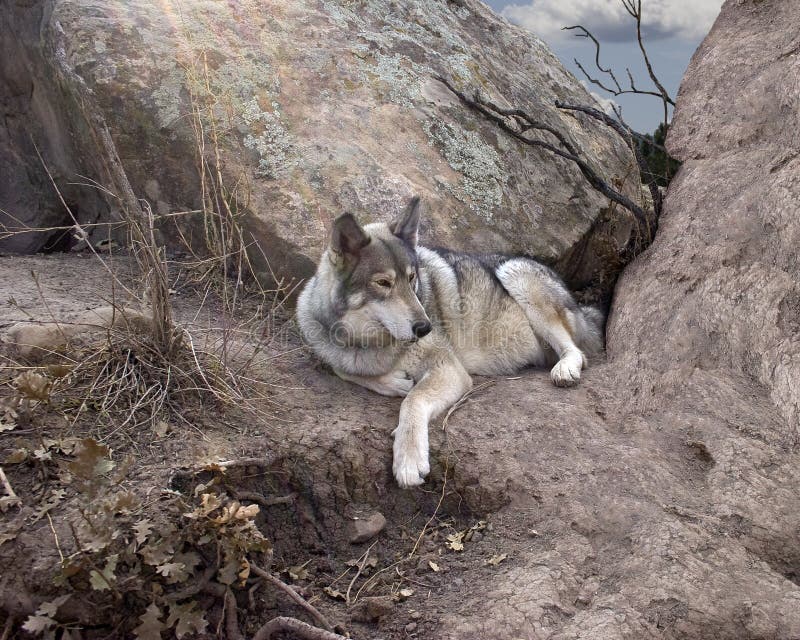 Wolf in Den stock photo. Image of hunt, wolves, wildlife - 5896734