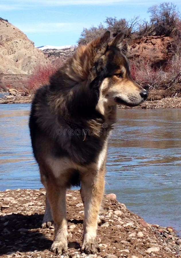 Wolf in Den Bergen Von Colorado Auf Dem Eagle River Stockfoto - Bild ...