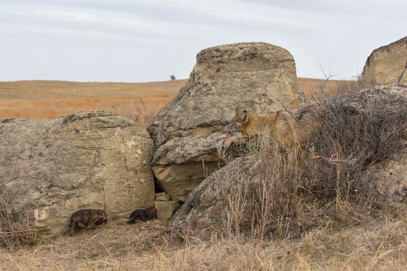 Wolf den with pups stock image. Image of wolf, early - 84506801