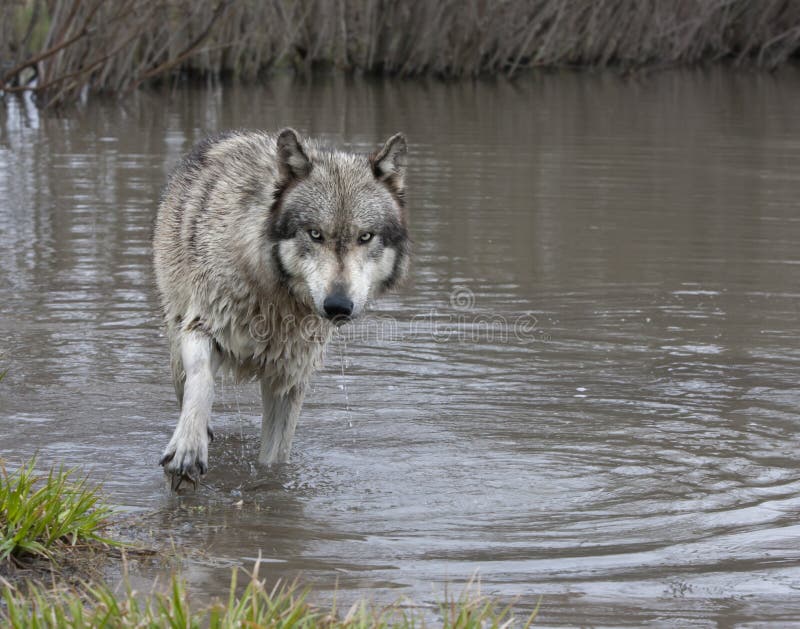 Wolf im Wasser stockfoto. Bild von wildnis, carnivore - 12434440