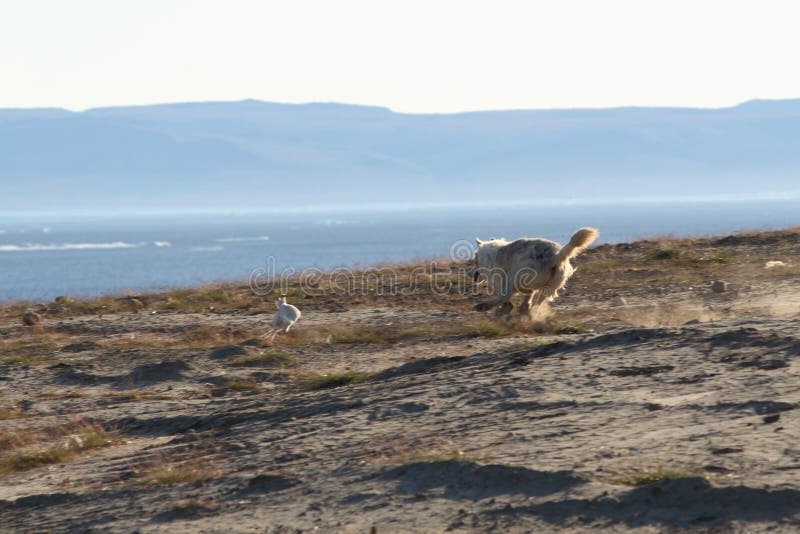 Wolf, der Hasen jagt stockbild. Bild von kaninchen, tundra - 4387813