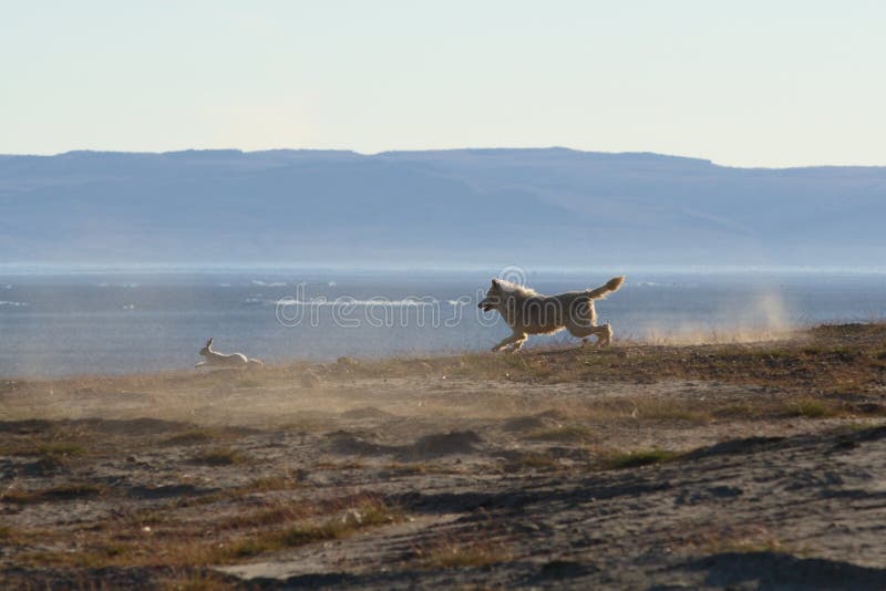 Wolf, der Hasen jagt stockfoto. Bild von leben, kampf - 4387818