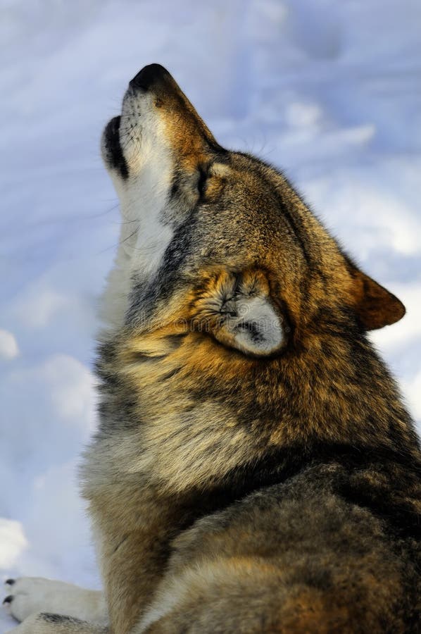 Heulender Wolf stockfoto. Bild von wolf, heulender - 8464246