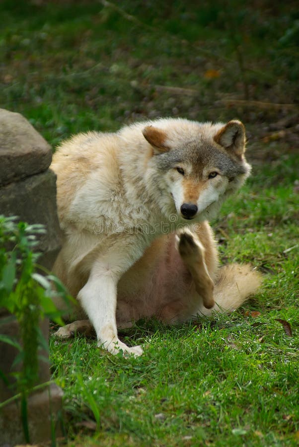 Wolf, der itching ist stockbild. Bild von pelz, kratzer - 3921737