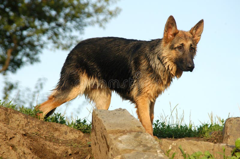 Wolf-dog stock photo. Image of rural, animal, view, alert - 1473746
