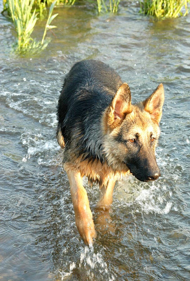 Wolf dog stock photo. Image of sunny, black, flounder - 1552534