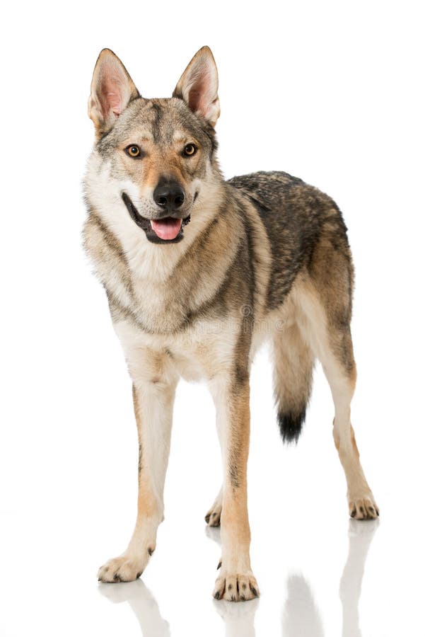 Wolf dog stock image. Image of looking, front, wolfdog - 37267189
