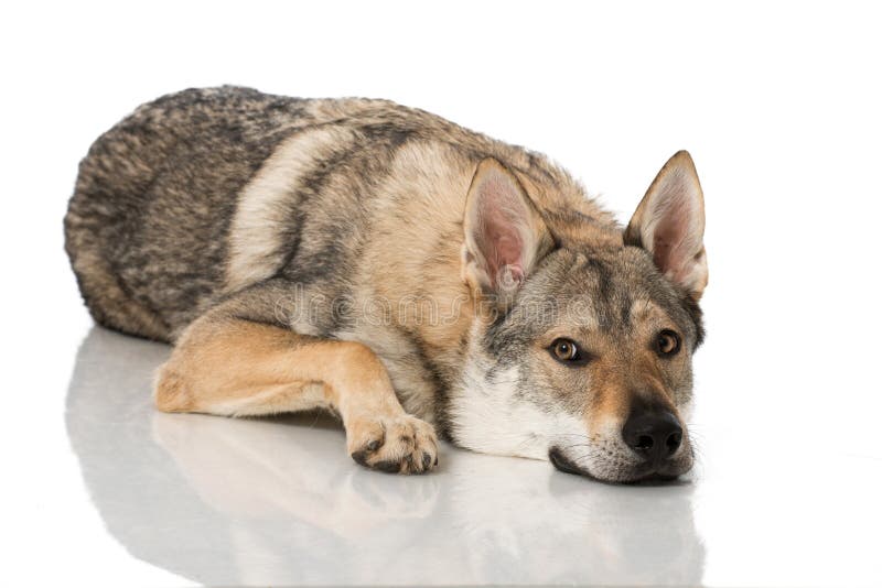 Wolf dog stock image. Image of cute, attention, breed - 37268649