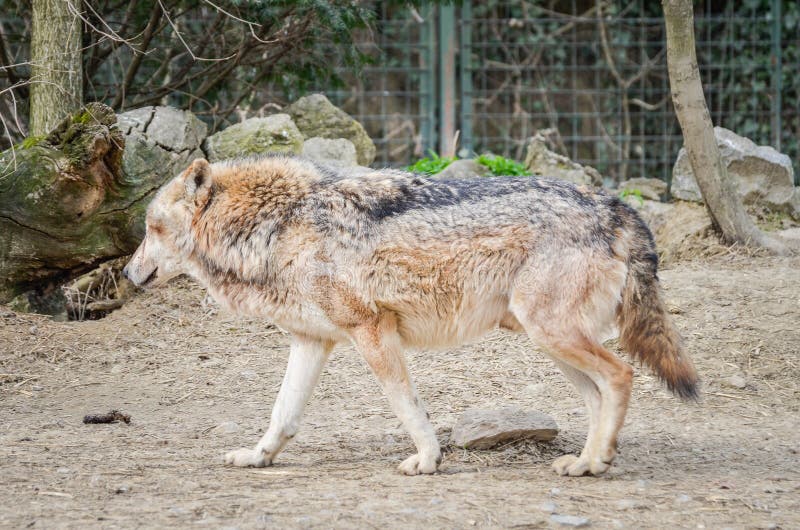 Wolf dog - Canis Lupus stock photo. Image of canine, alone - 41688226