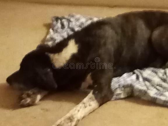 Wolf dog check stock photo. Image of check, roxy, breeds - 175608226