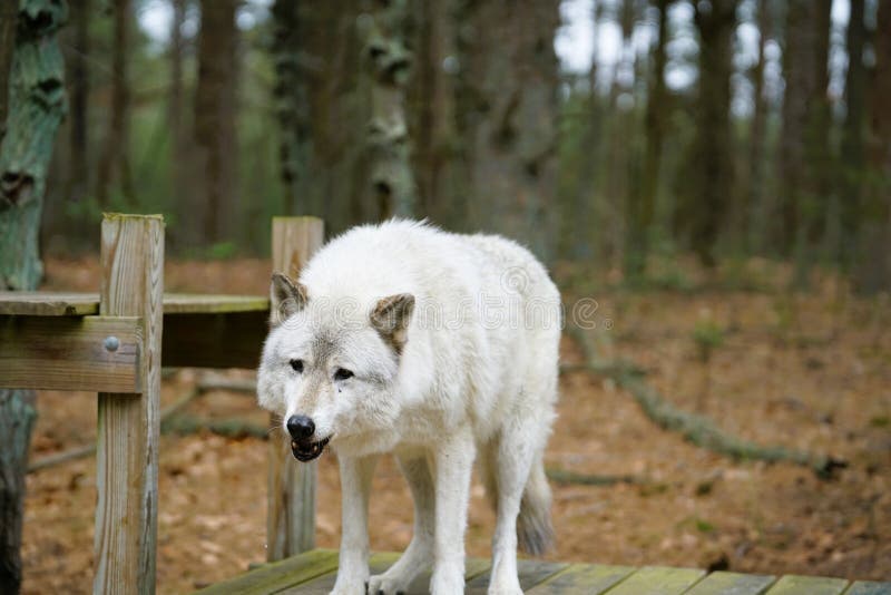 A Wolf Dog at Howling Woods Farm Stock Image - Image of howling ...