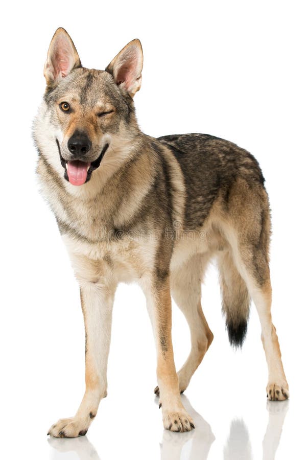 Wolf Wink Stock Photos - Free & Royalty-Free Stock Photos from Dreamstime