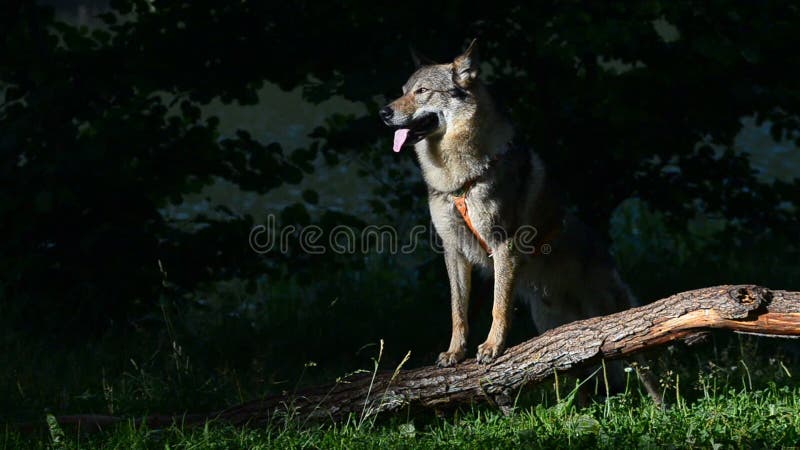 Wolf Dog in the Shadow of Trees Stock Video - Video of hiding, mammals ...
