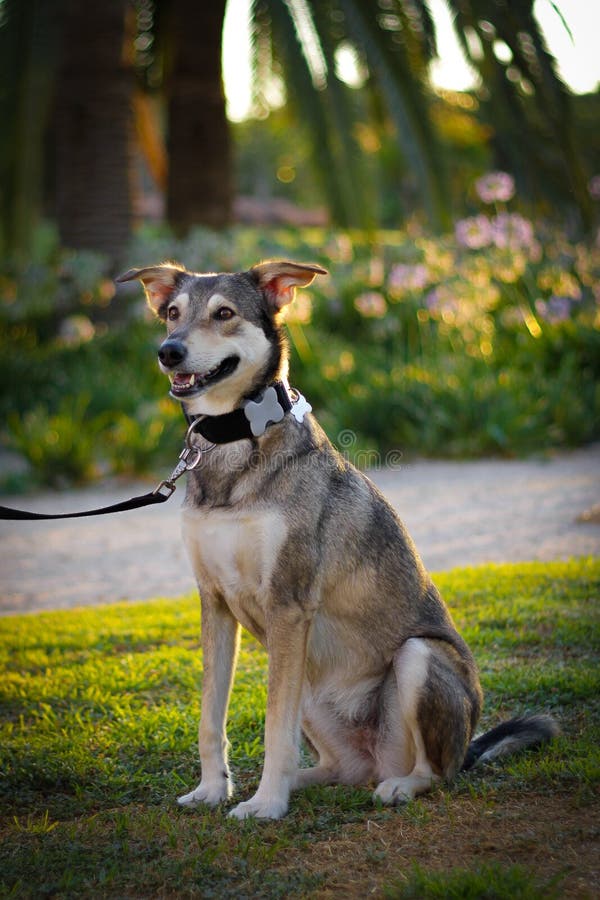 Half Wolf Half Dog Stock Photos - Free & Royalty-Free Stock Photos from ...