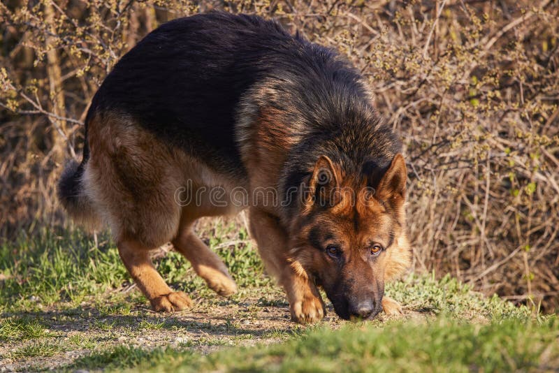 Wolf Dog Sniffing the Trail on the Ground Stock Photo - Image of canine ...