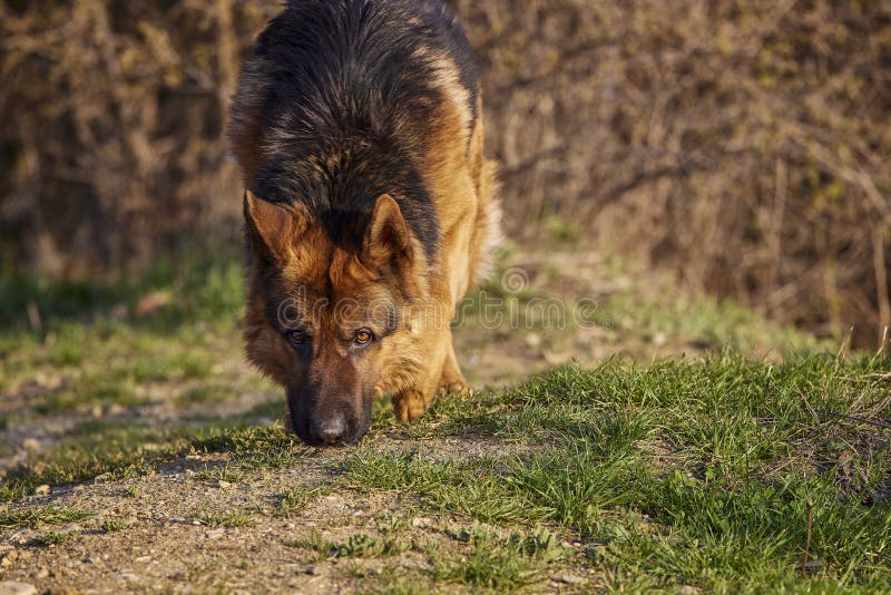 Wolf Dog Sniffing the Trail on the Ground Stock Photo - Image of ...