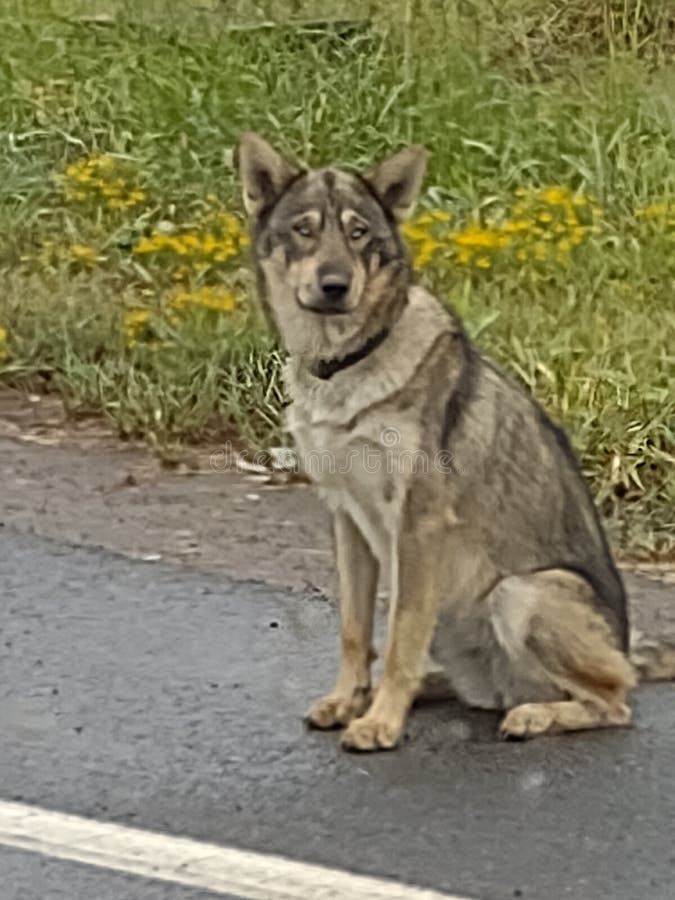 Wolf Dog Stray stock photo. Image of stray, wolf, terrier - 250546078