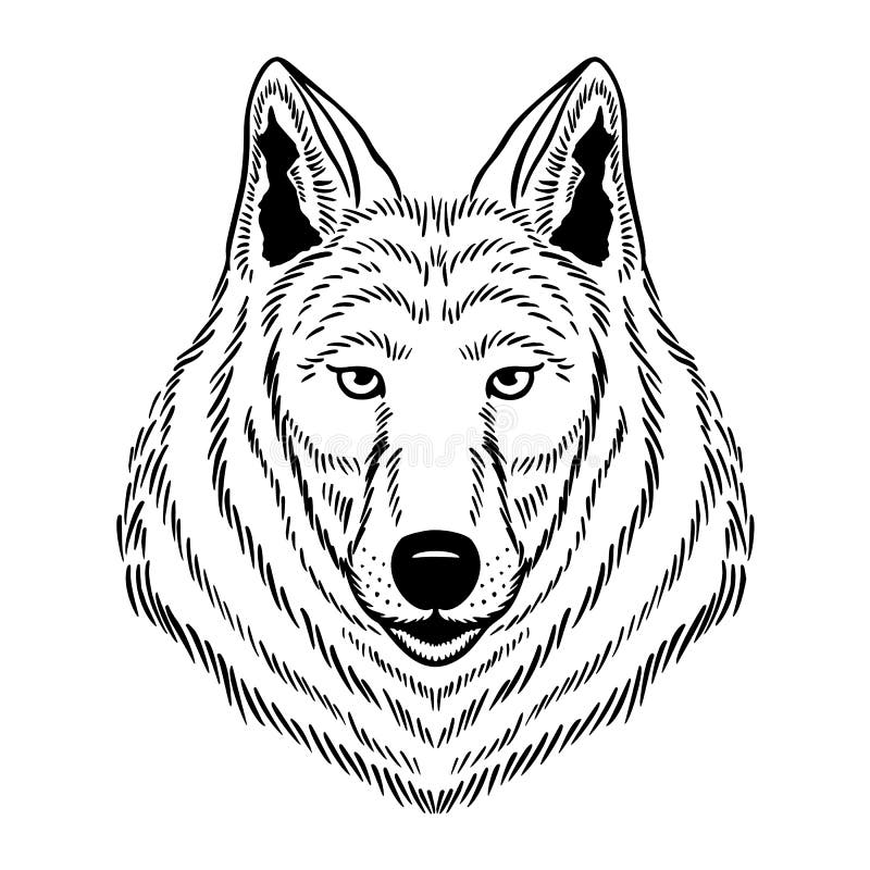 A Wolf or Dog. Vector Illustration for Postcard or Poster, Print for ...