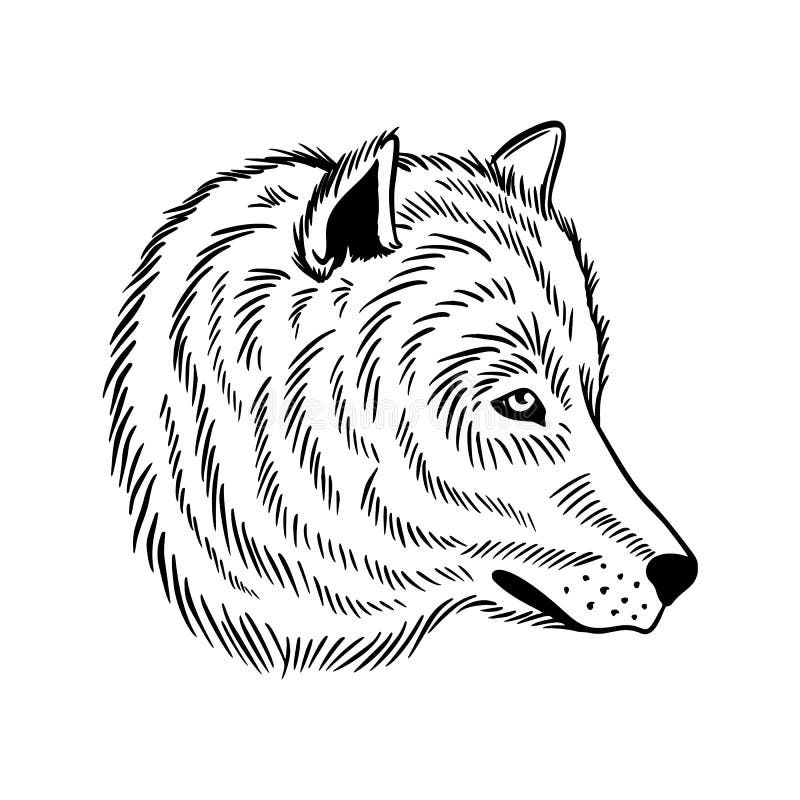 A Wolf or Dog. Vector Illustration for Postcard or Poster, Print for ...