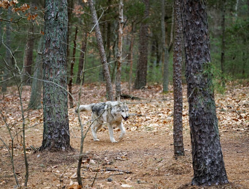 Wolf Dog Waling on a Trail in the Forest. Stock Photo - Image of jungle ...