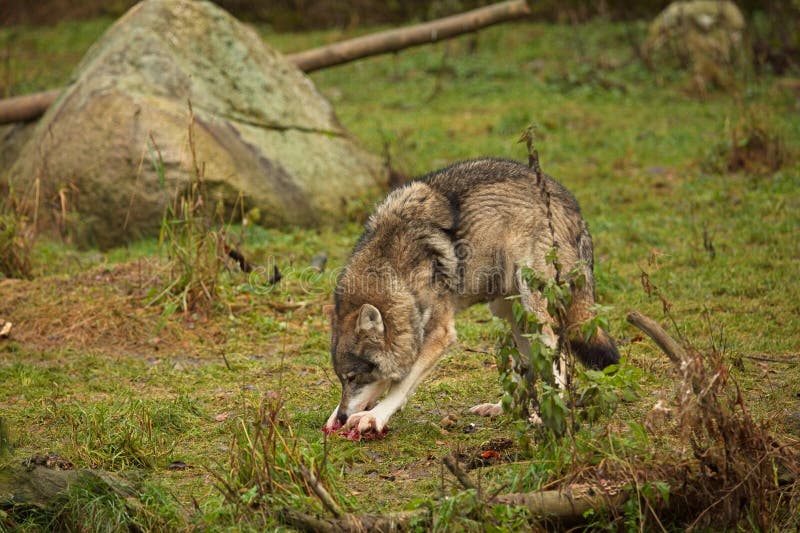 Wolf eating. stock image. Image of wild, eating, nature - 340204211