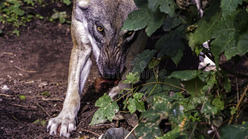 196 Comiendo El Lobo Lupus Canis Fotos de stock - Fotos libres de ...
