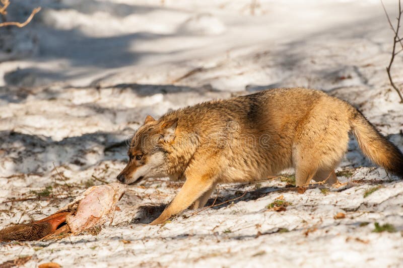 490 Wolf Eating Meat Photos - Free & Royalty-Free Stock Photos from ...