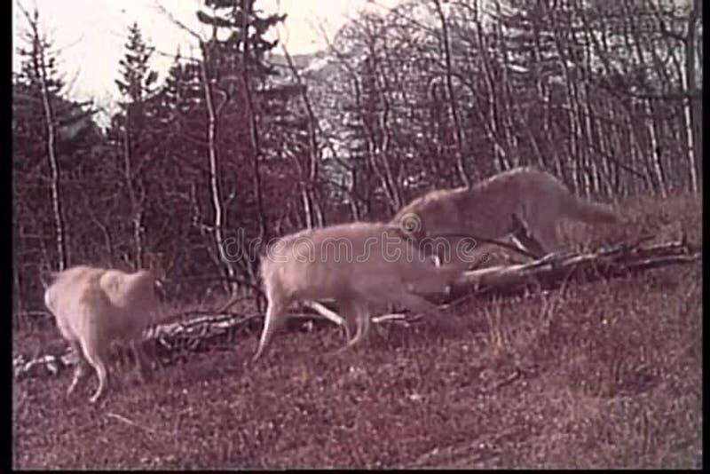 Wolf Eating Prey in Wilderness Stock Footage - Video of time, dead ...