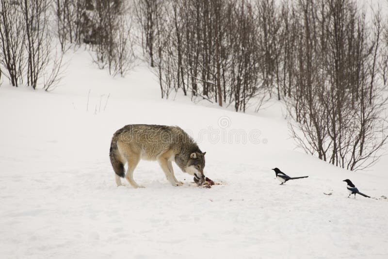 Wolf eating stock photo. Image of hunter, dangerous, wolf - 37924800