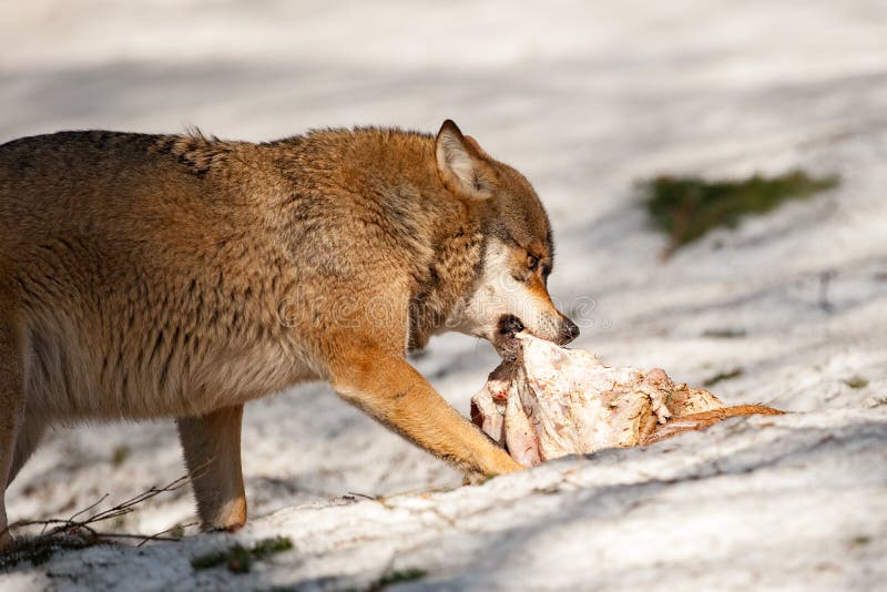 Wolf eating in the snow stock photo. Image of dangerous - 34098298