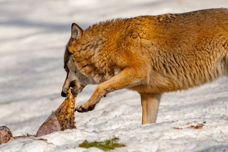 Wolf eating in the snow stock image. Image of cold, animal - 34098303