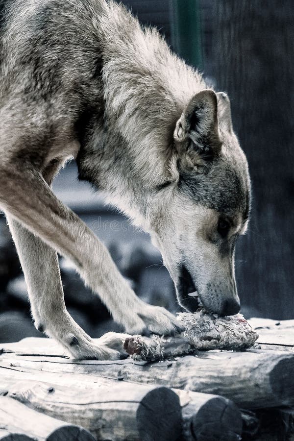 Wolf Eats His Prey Stock Photos - Free & Royalty-Free Stock Photos from ...